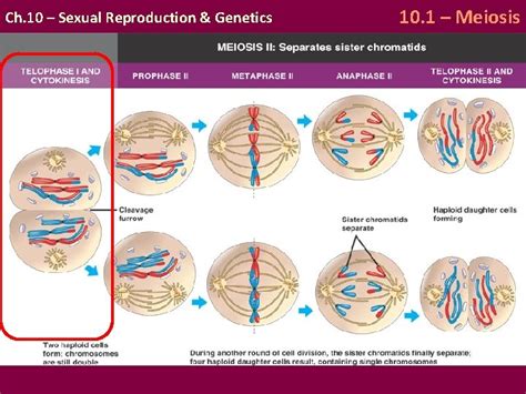 Ch 10 Sexual Reproduction Genetics 10 1 Meiosis