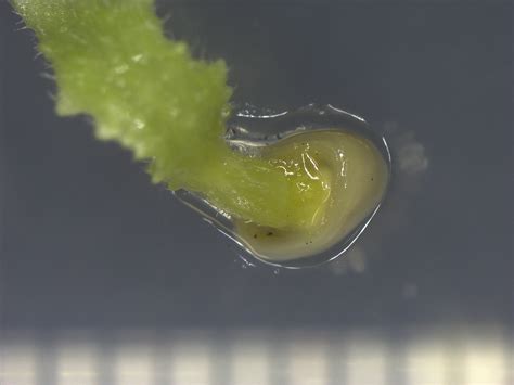 Questions With Answers In SEED GERMINATION Science Topic