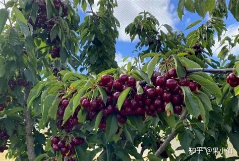 不输进口车厘子 国产大樱桃马上要“红”啦 知乎