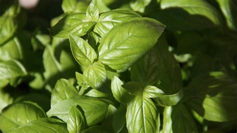 Коли сіяти базилік у відкритий ґрунт 2023 найкращі дати Читайте на Ukr Net