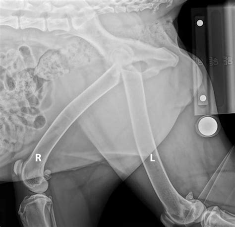 Example Lateral Radiograph Lateral Radiograph Showing Placement Of The