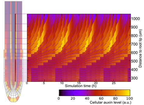 Explanation Of Kymograph Kymographs Space Time Plots Were Created By