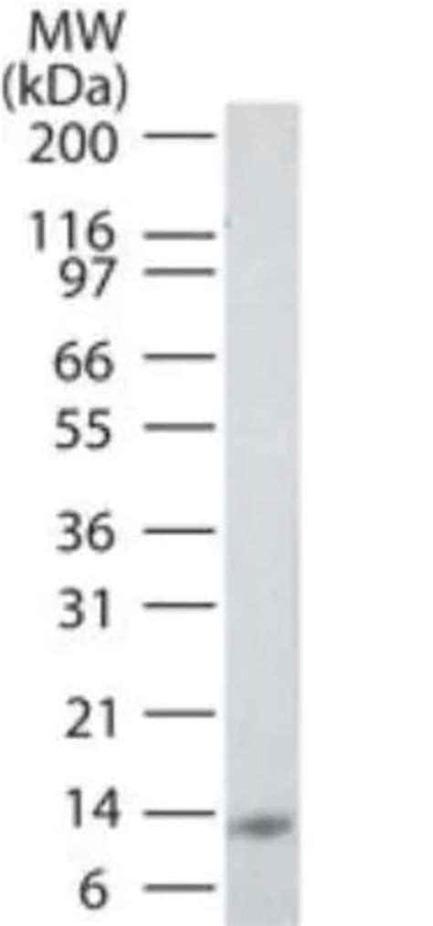 Il 25 Monoclonal Antibody 8b1 Invitrogen 100 μg Unconjugated