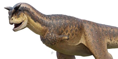 Carnotaurus Sastrei Illustration For Wikipedia