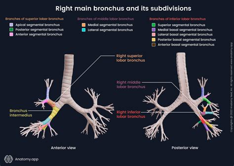 Segmental Bronchi