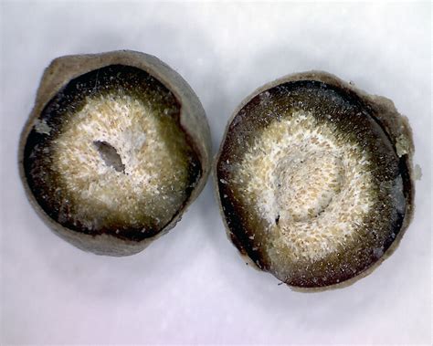 Pfeffer – Naturfotos näher hingeschaut