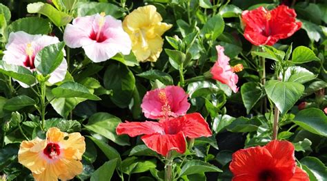 How To Plant Grow And Care For Hibiscus