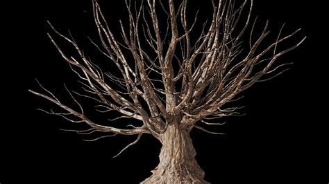 Artstation Olive Tree Set4 2 Trees High Poly Low Poly 3dsmax
