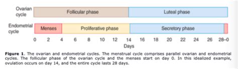 9 Female Reproductive Physiology Flashcards Quizlet