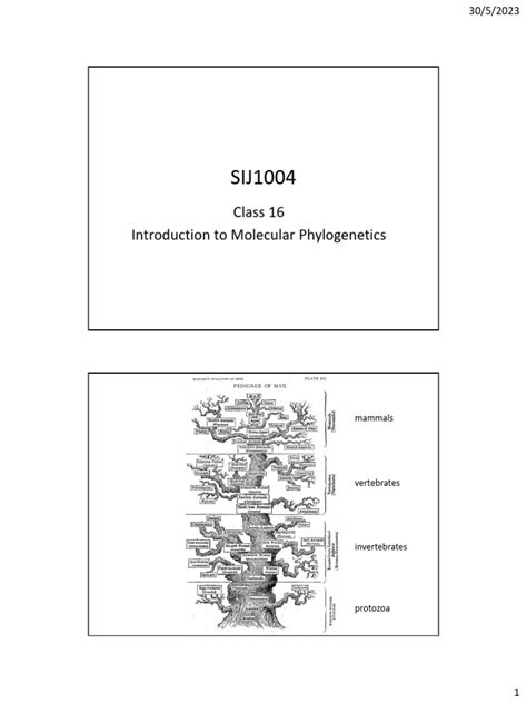 Class16 Introduction To Molecular Phylogenetics Pdf Phylogenetic Tree Molecular Phylogenetics
