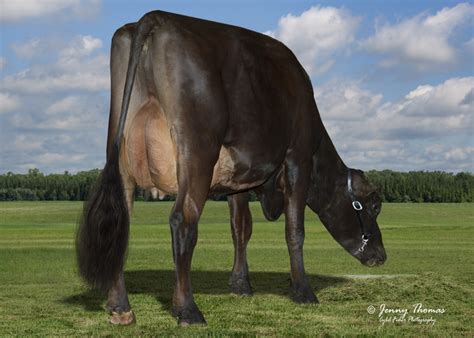 Crossbreeding Photos Photo Gallery New Generation Genetics