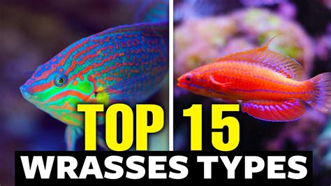 The 15 Most Incredible Types Of Wrasses Youtube
