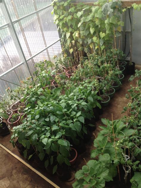 Growing Our Own Veggies In Wellington Eran Ben Shahar Inventor