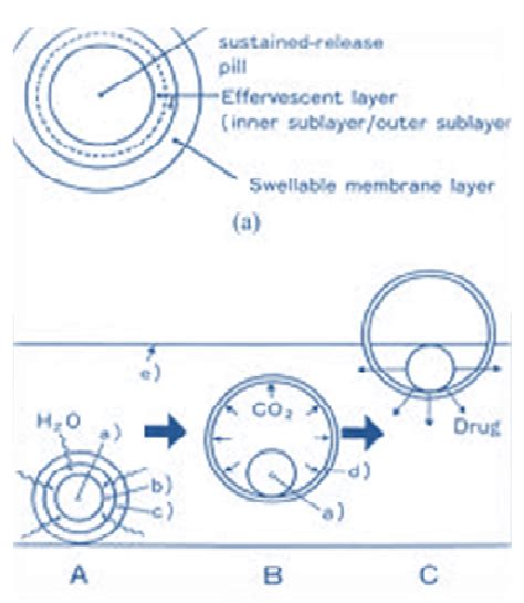 Multi Unit Oral Floating Dosage Forms Download Scientific Diagram