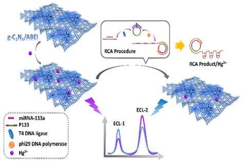 Biosensors Special Issue Bioassays And Biosensors For Rapid