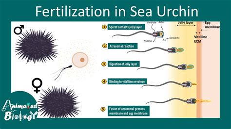Fertilization In Sea Urchin External Fertilization In Sea Urchin