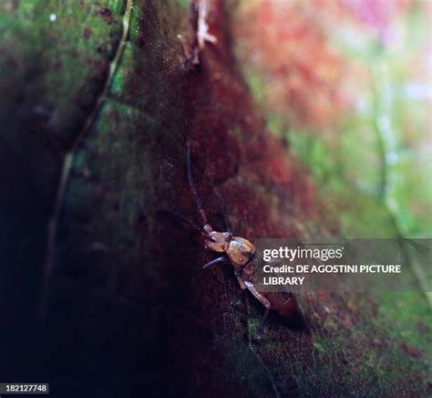 Springtail Insect Photos And Premium High Res Pictures Getty Images