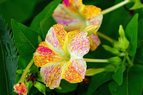 30 Facts About Mirabilis