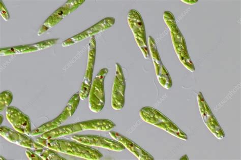 Euglena Gracilis Protist Light Micrograph Stock Image C0613191