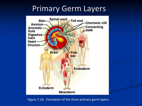 Ppt Comparative Anatomy Early Embryology Powerpoint Presentation