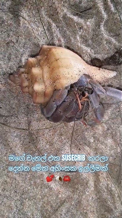 මීට කලින් දැකලා තියෙනවද බලන්න 🐙🦀 Youtube