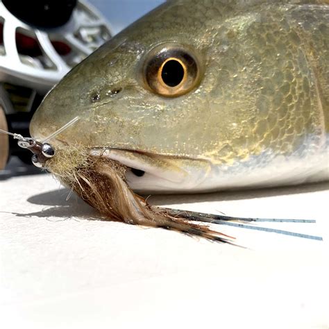 Sight Cast Fishing Company Freeport Fiddler