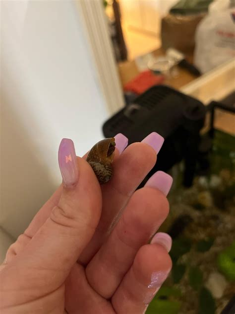 What Sex Are My Snails R Snails