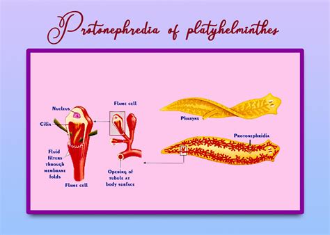 Platyhelminthes Memes