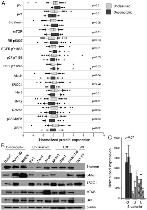 Tumors With Oncomorphic Tp53 Mutations Have Elevated Expression And