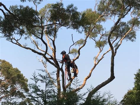 Tree Pruning And Tree Trimming Sydney Arborists NSW