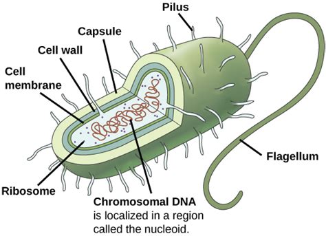 Prokaryotic Cell Diagram With Labels
