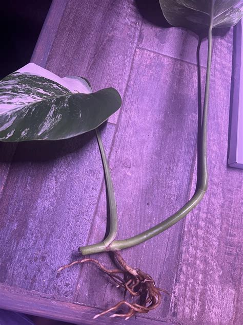 Is This Enough Rootage R Houseplants