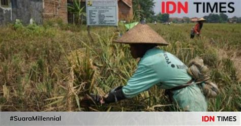 Dampak El Nino Hektare Sawah Di Banten Gagal Panen