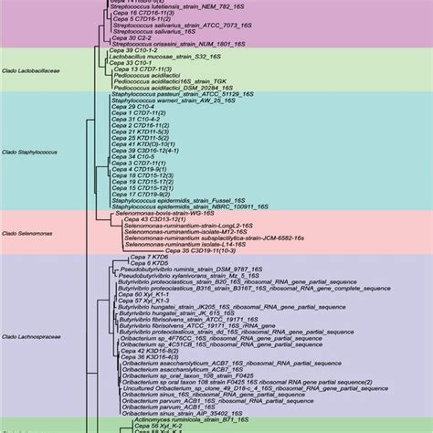 Phylogenetic Dendrogram Of Isolates Using The Neighbor Joining Method