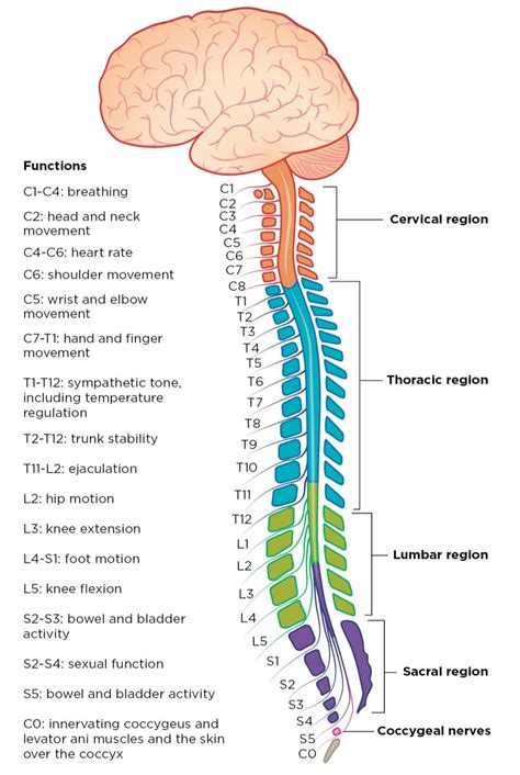 Spinal Cord Injury Levels And Function Chart