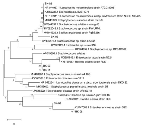 Phylogenetic Tree Of Isolates Bacteria From Bakasang Laor Using The