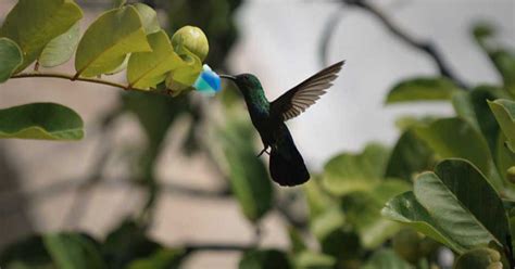 Learn Dart Before You Flutter