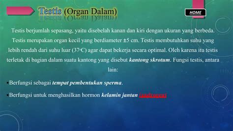 PPT MK ANATOMI SISTEM REPRODUKSI Pptx