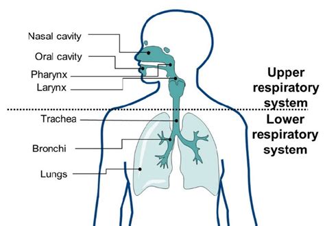 Upper And Lower Respiratory System