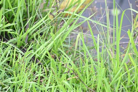 Desmostachya Bipinnata Grass Stock Image Image Of Field Kusha