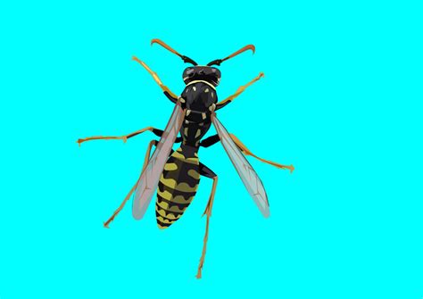 Paper Wasp Concept By Hotrodharris On Deviantart