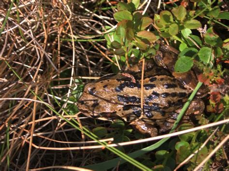 Hibernaculum Zoology Wikipedia