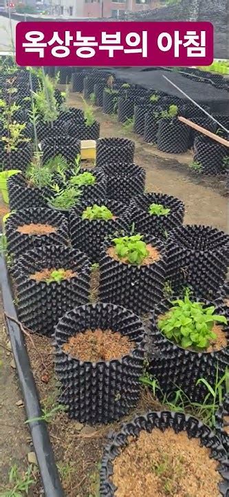 도시농부의 아침 옥상농장의 하루 Youtube