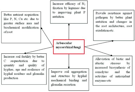Multi Faceted Role Of Mycorrhiza In Plant And Ecosystem Ecology