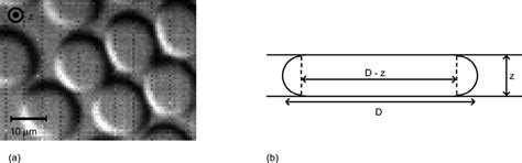 A DIC Differential Interference Contrast Image Of Droplets Enclosed Download Scientific