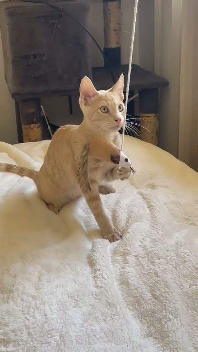 sir tigger youtube