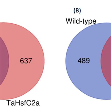 Differentially Regulated Genes In The Wild Type And The Transgenic Download Scientific Diagram