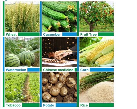 Buy Wholesale China Manufacturer Dap 21 53 0 Diammonium Orthophosphate