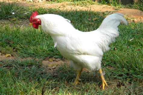 Top 9 White Chicken Breeds With Pictures
