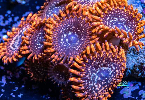 Zoanthid Coral Utter Chaos Zoa Frag Wysiwyg For Sale Zeo Box Reef